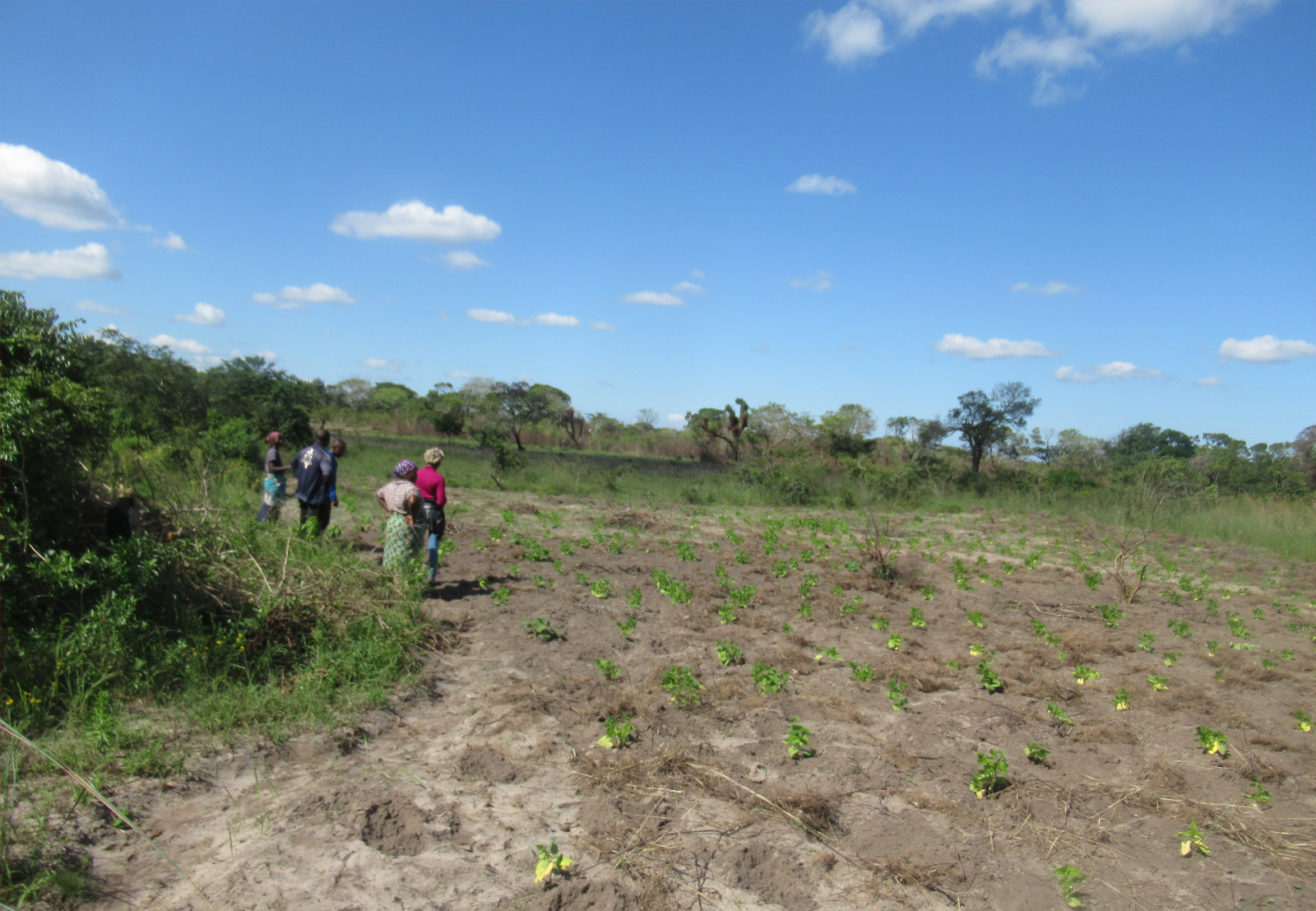 Fortalecida la resiliencia de las poblaciones de Mabauane y Tlacula del ...