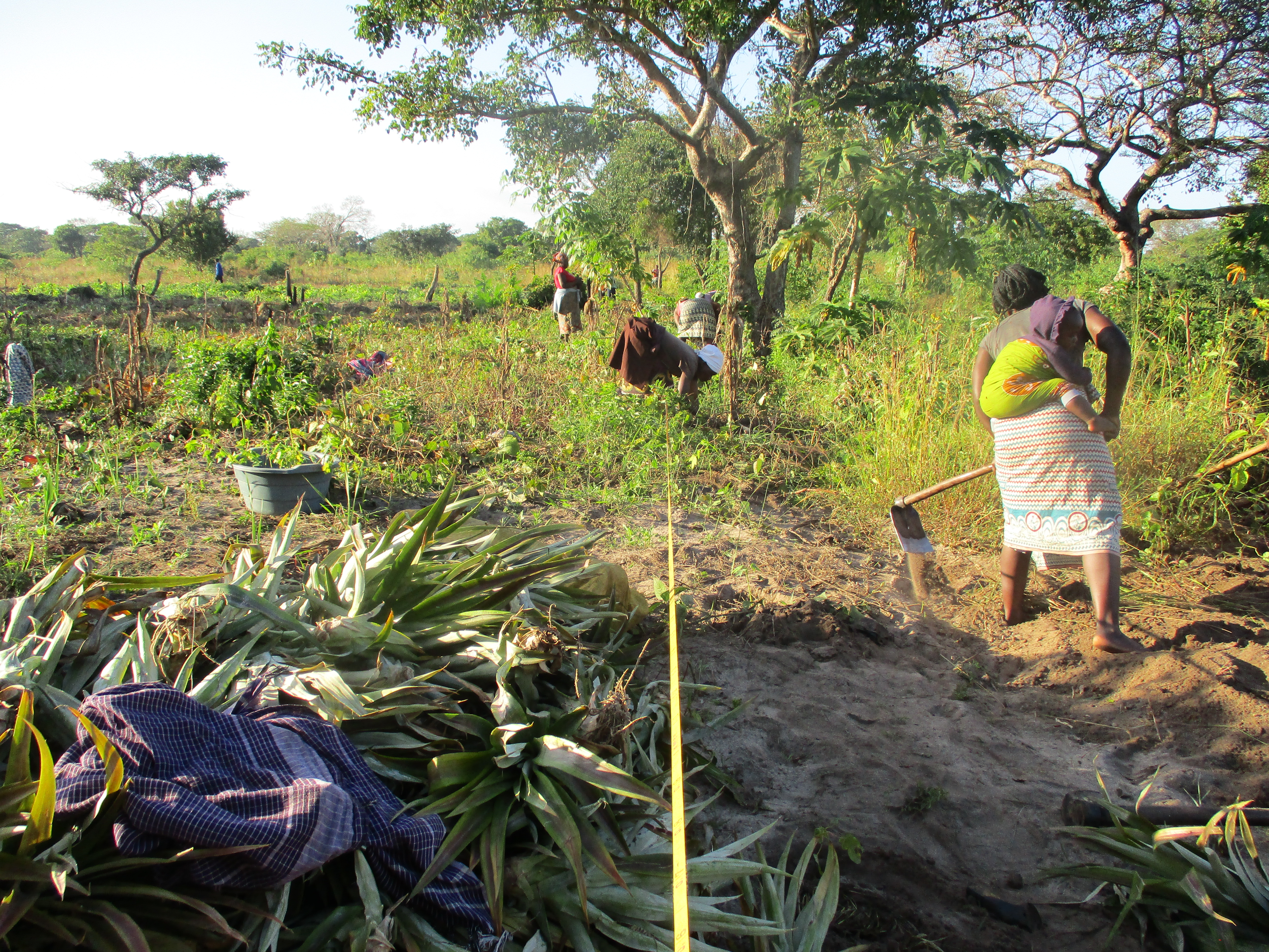 Resultados del proyecto “Incrementada la resiliencia de las comunidades ...